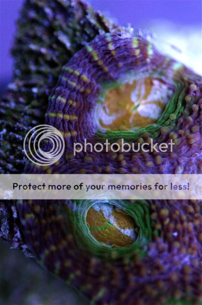 Acan Show-Off Thread: Echinata, Rotundoflora, Maxima, Hillae ...