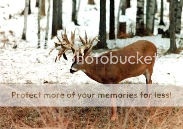 Monarch Buck Alive | Ohio Sportsman - Your Ohio Hunting and Fishing ...