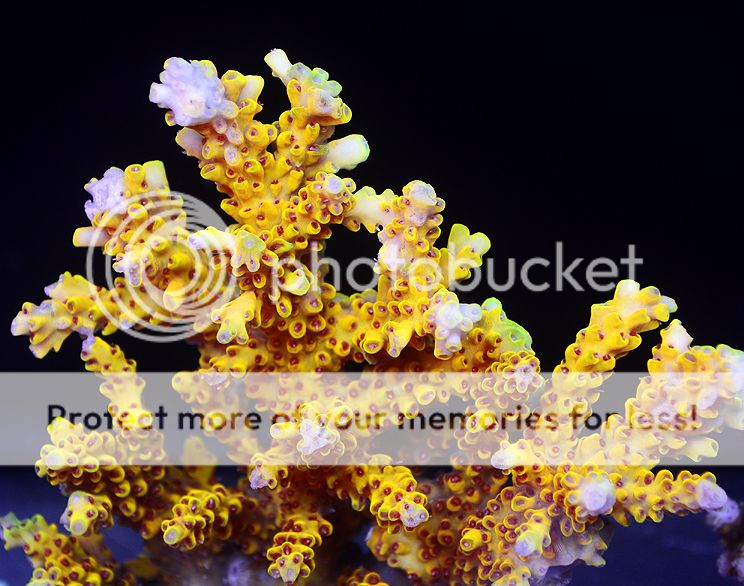 What is the most YELLOW sps? Photo would be great | Reef2Reef