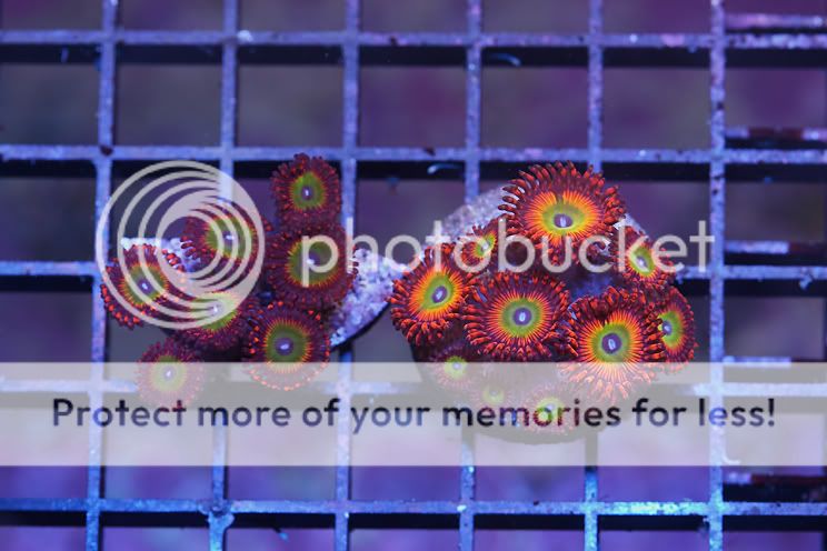 The Bowser Zoa | Reef2Reef