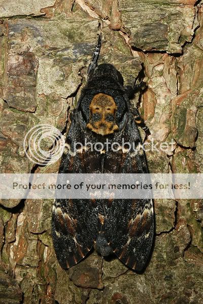 Kuinka iso koiperhonen voi olla? - Keskustelu - Tiede