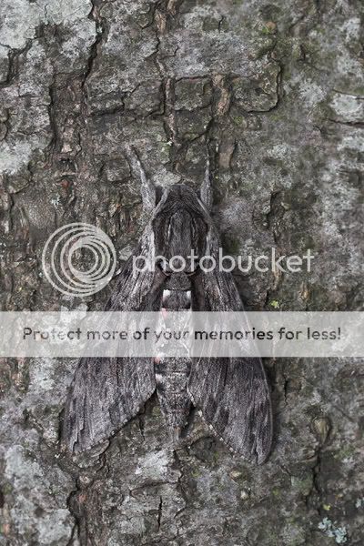 Kuinka iso koiperhonen voi olla? - Keskustelu - Tiede