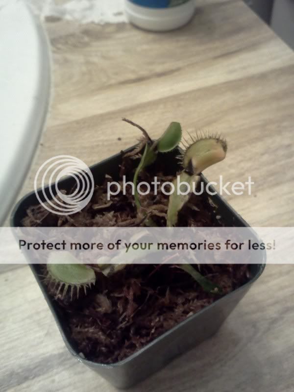 dead or alive - FlyTrapCare Forums