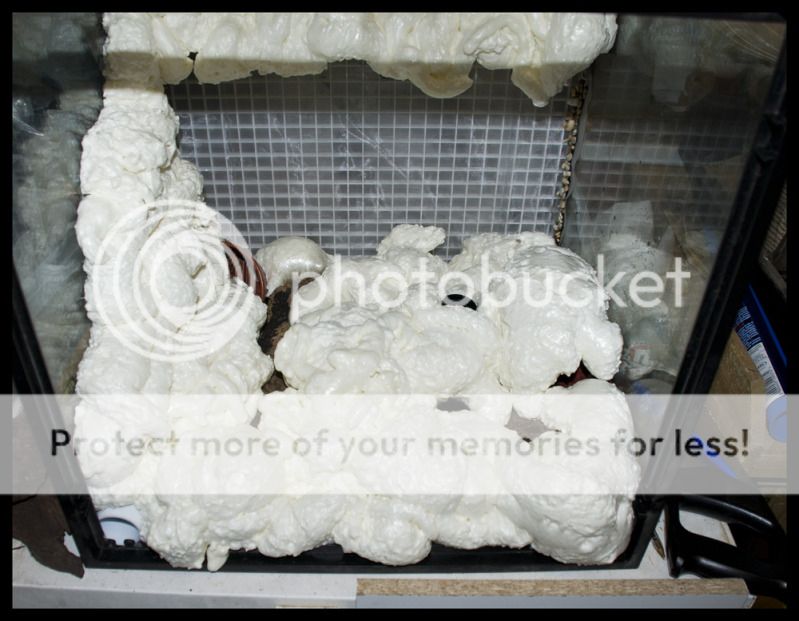45cm Exo Terra Cube paludarium build... | Reptile Forums