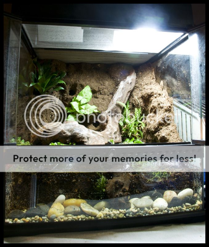 45cm Exo Terra Cube paludarium build... | Page 2 | Reptile Forums