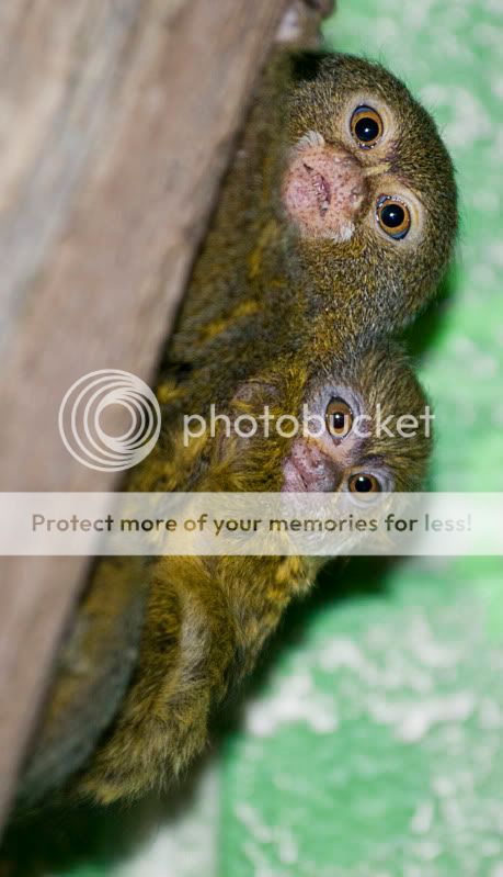 Callitrichids... - Reptile Forums