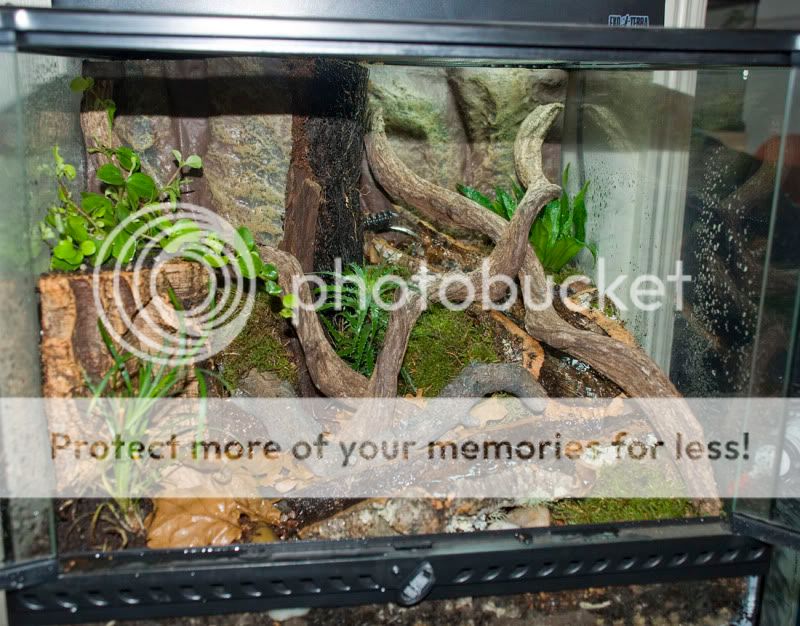 exo-terra to dart frog/dwarf gecko viv | Reptile Forums