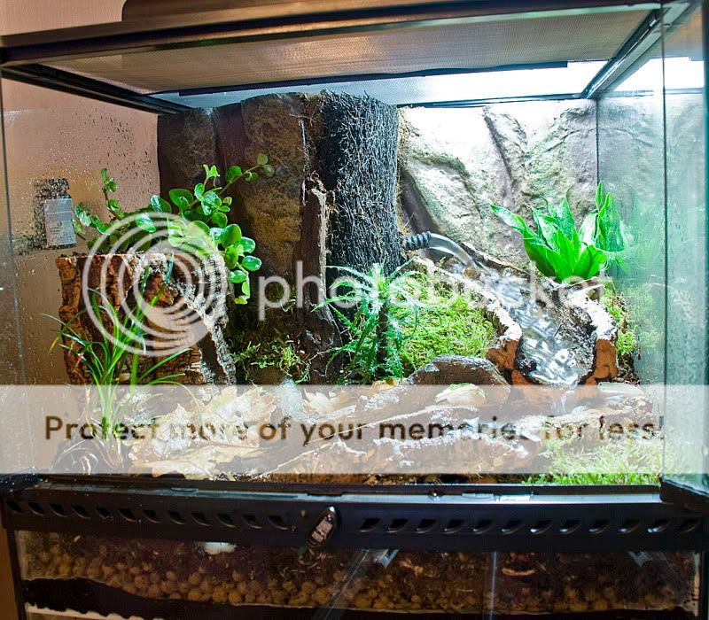 exo-terra to dart frog/dwarf gecko viv | Reptile Forums